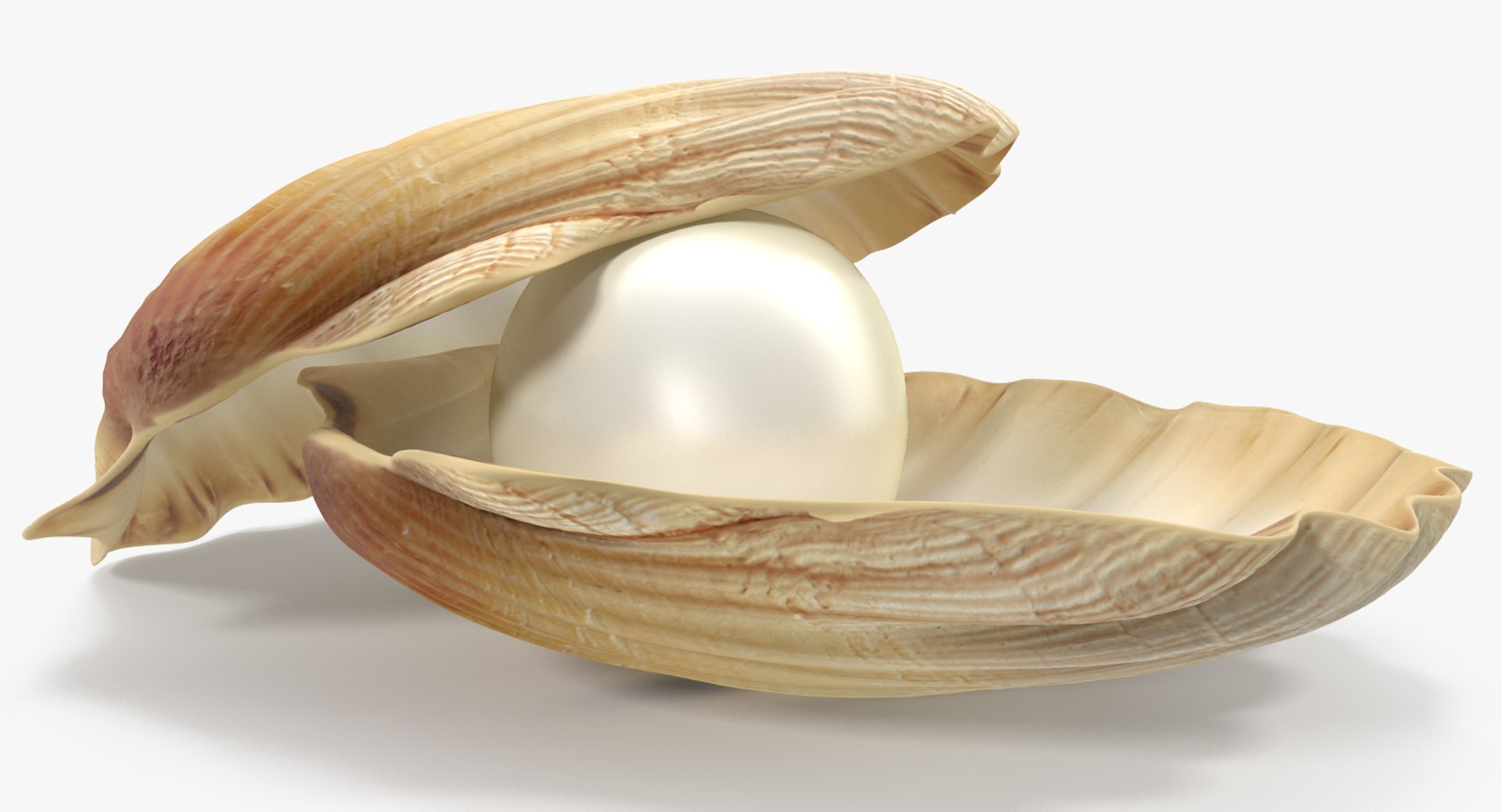 Pearl Shell 3D Model - TurboSquid 1242106
