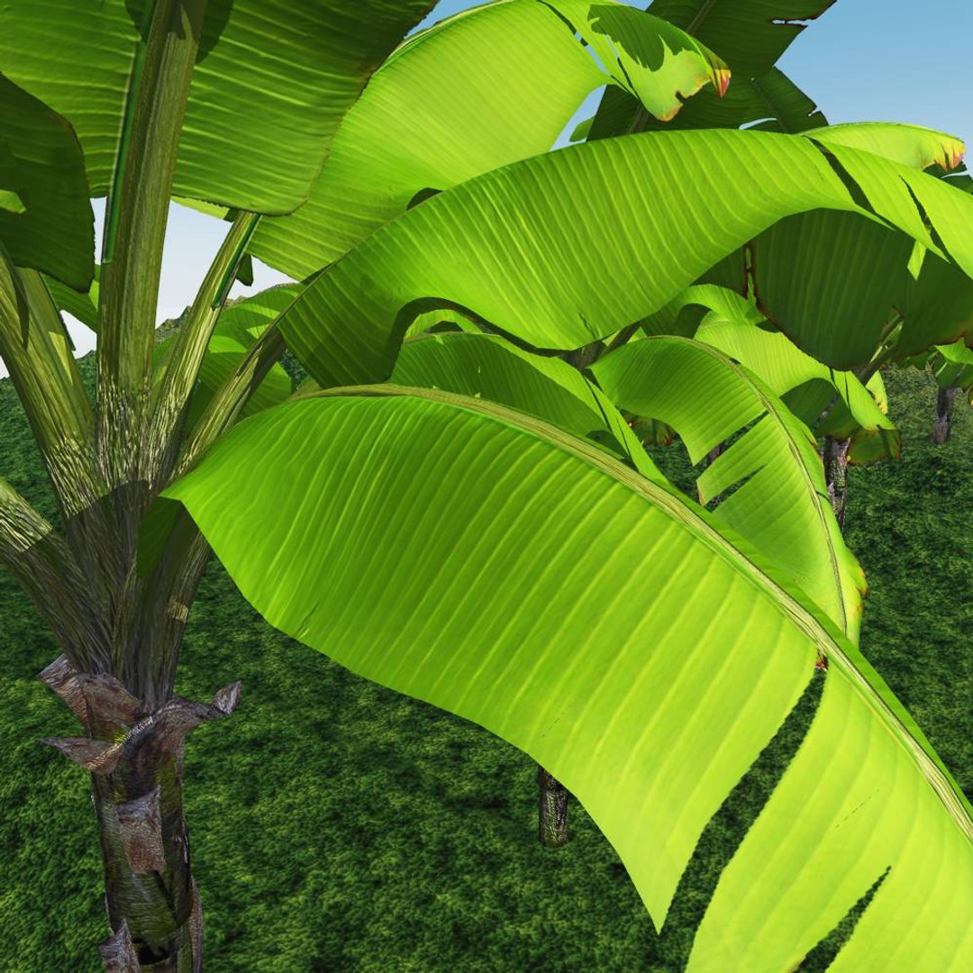 Banana Tree 3d 3ds
