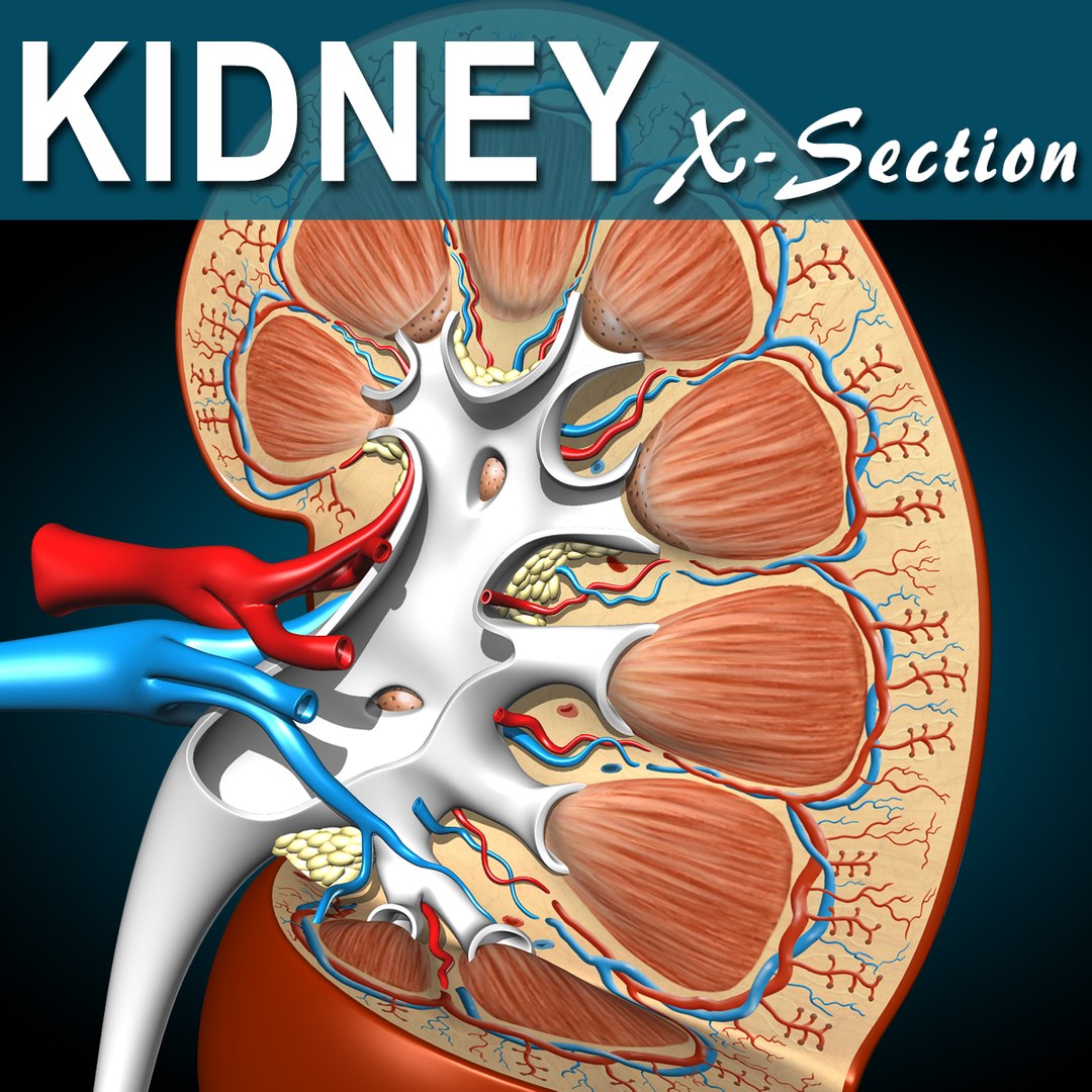 3d Cross Sectional Human Kidney Model
