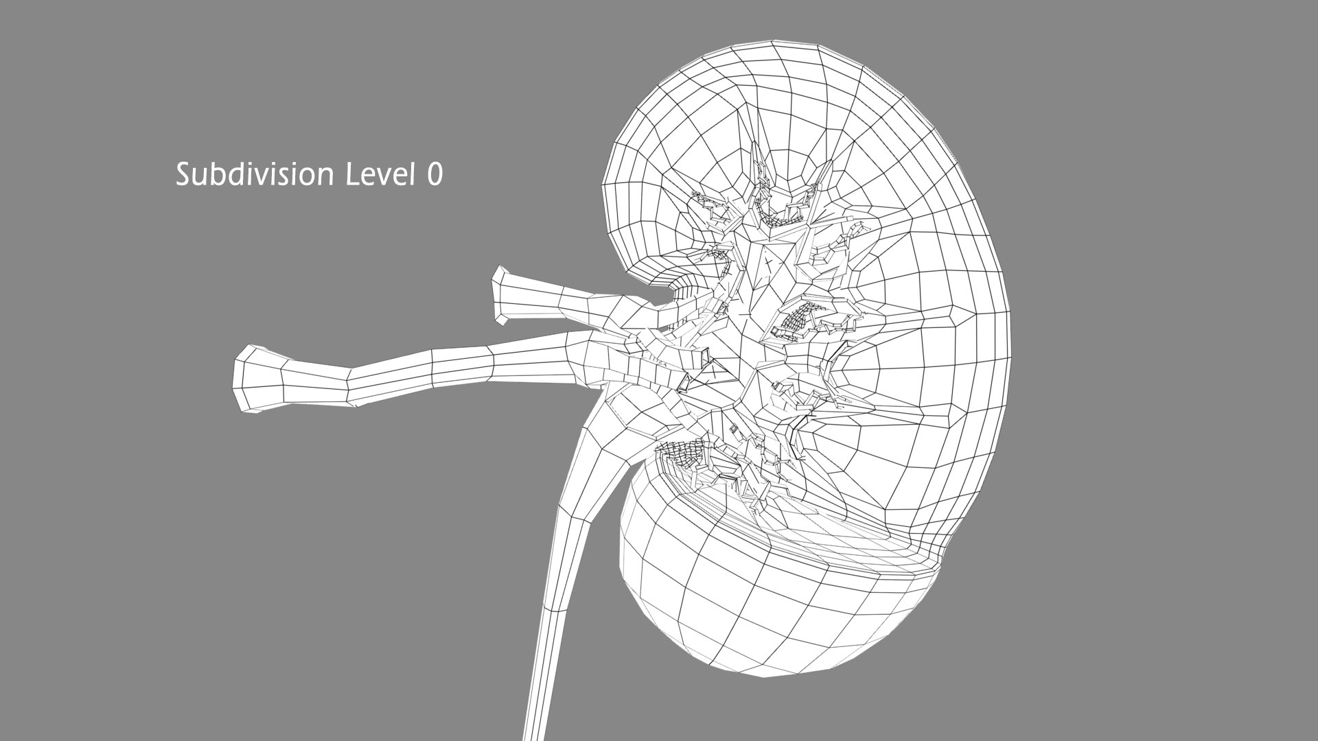 3d Cross Sectional Human Kidney Model