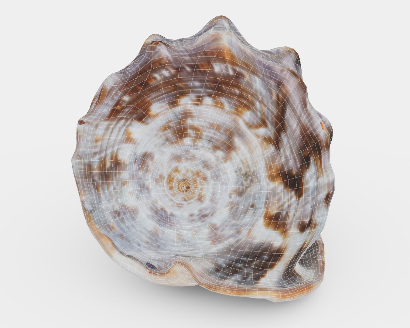 3D Red Helmet Shell Of A Ocean Snail - TurboSquid 1985673