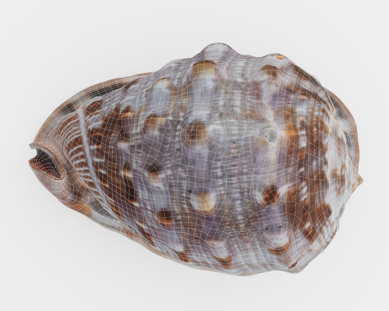 3D Red Helmet Shell Of A Ocean Snail - TurboSquid 1985673