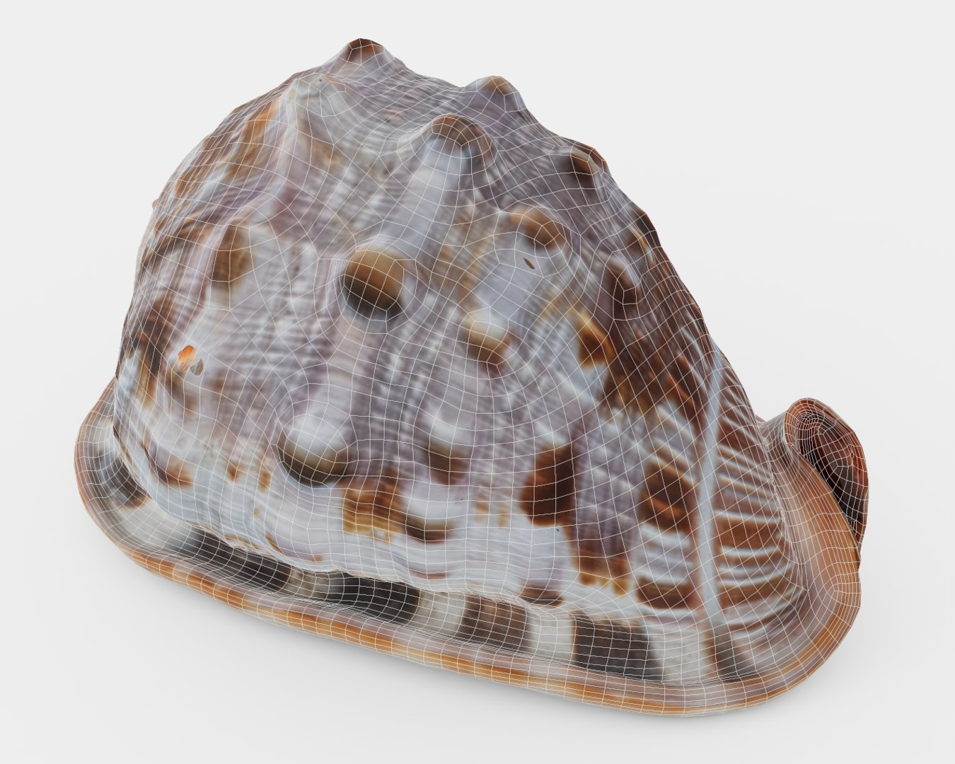3D Red Helmet Shell Of A Ocean Snail - TurboSquid 1985673