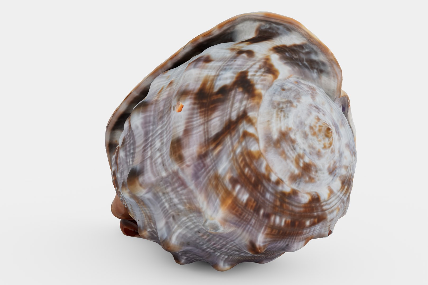 3D Red Helmet Shell Of A Ocean Snail - TurboSquid 1985673