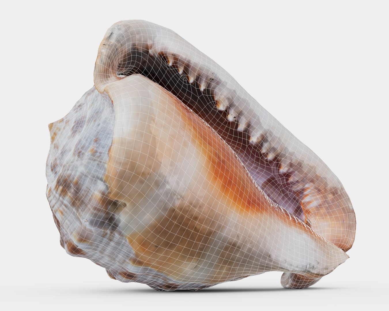 3D Red Helmet Shell Of A Ocean Snail - TurboSquid 1985673