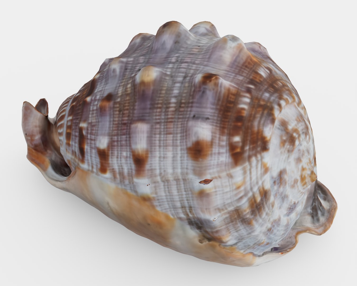 3D Red Helmet Shell Of A Ocean Snail - TurboSquid 1985673