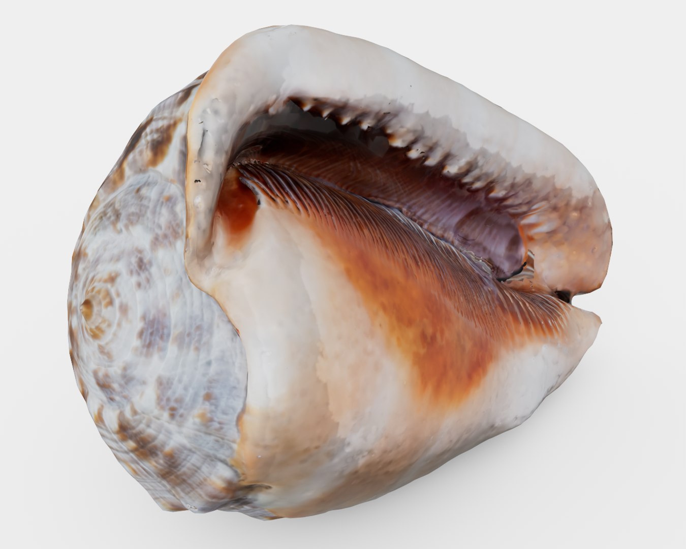 3D Red Helmet Shell Of A Ocean Snail - TurboSquid 1985673