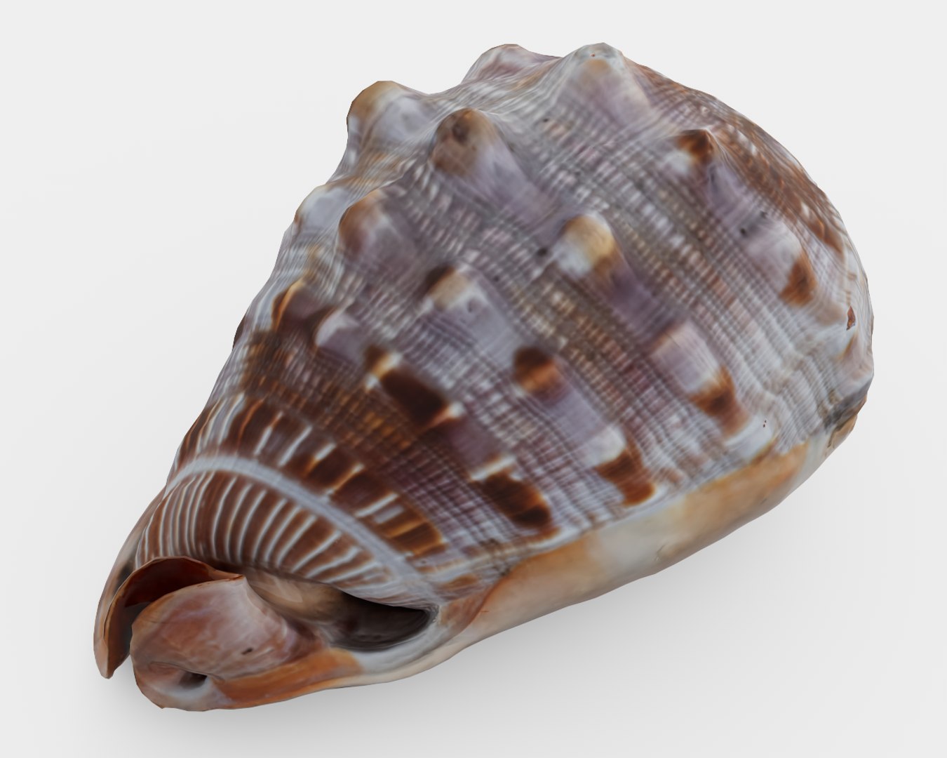 3D Red Helmet Shell Of A Ocean Snail - TurboSquid 1985673