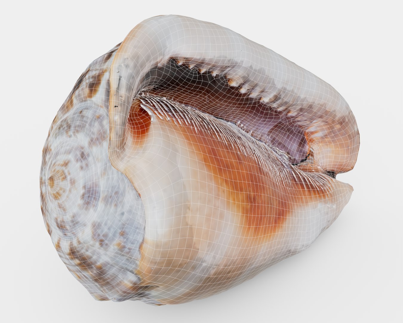 3D Red Helmet Shell Of A Ocean Snail - TurboSquid 1985673