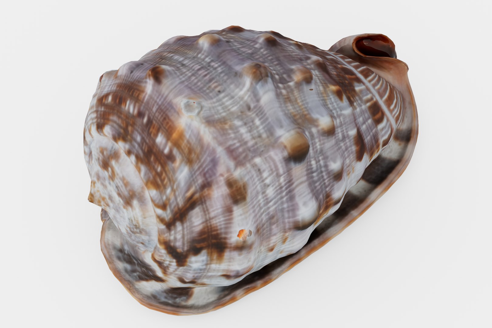 3D Red Helmet Shell Of A Ocean Snail - TurboSquid 1985673