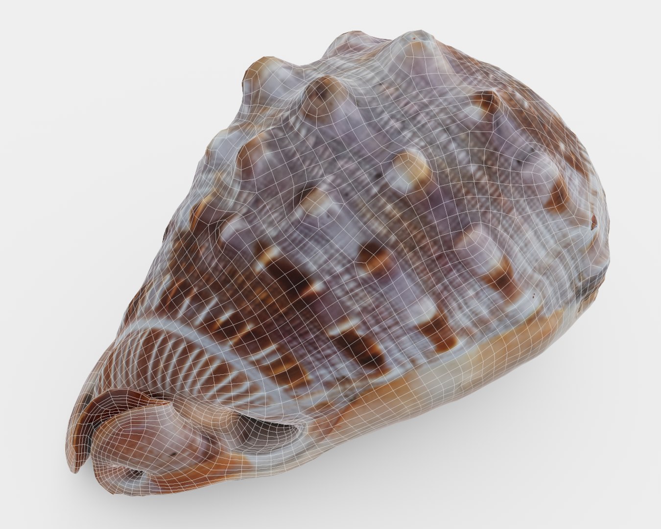 3D Red Helmet Shell Of A Ocean Snail - TurboSquid 1985673