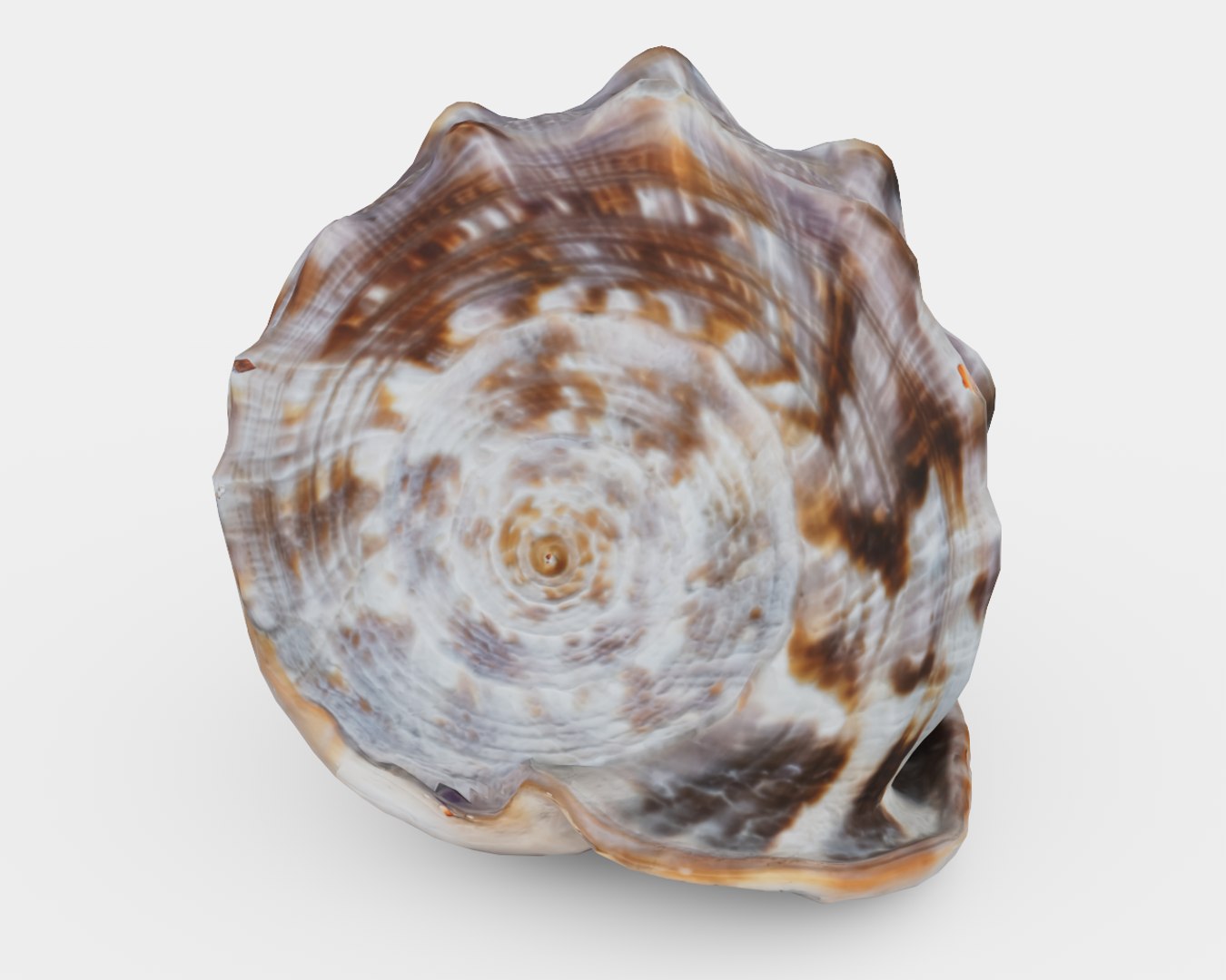 3D Red Helmet Shell Of A Ocean Snail - TurboSquid 1985673