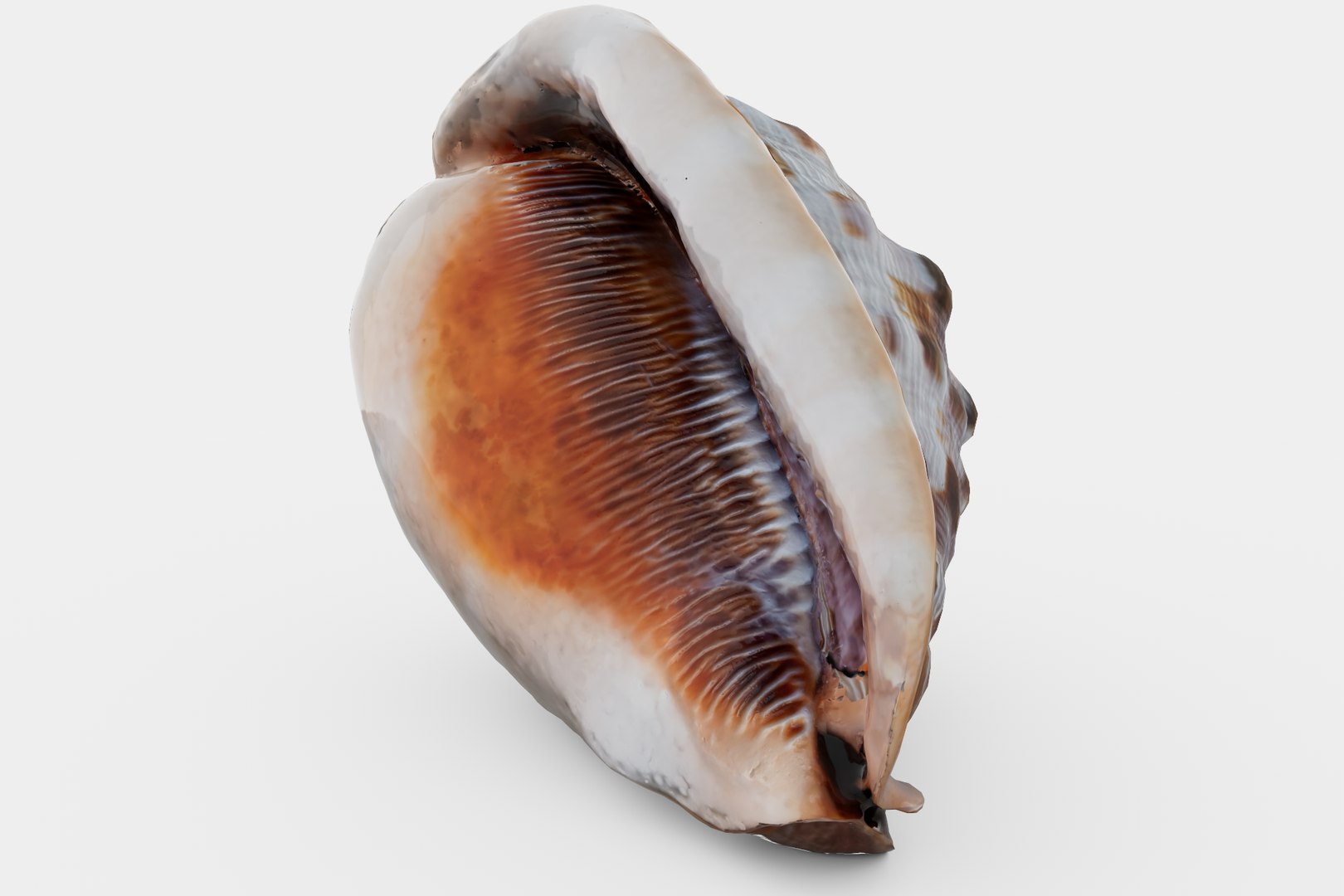 3D Red Helmet Shell Of A Ocean Snail - TurboSquid 1985673