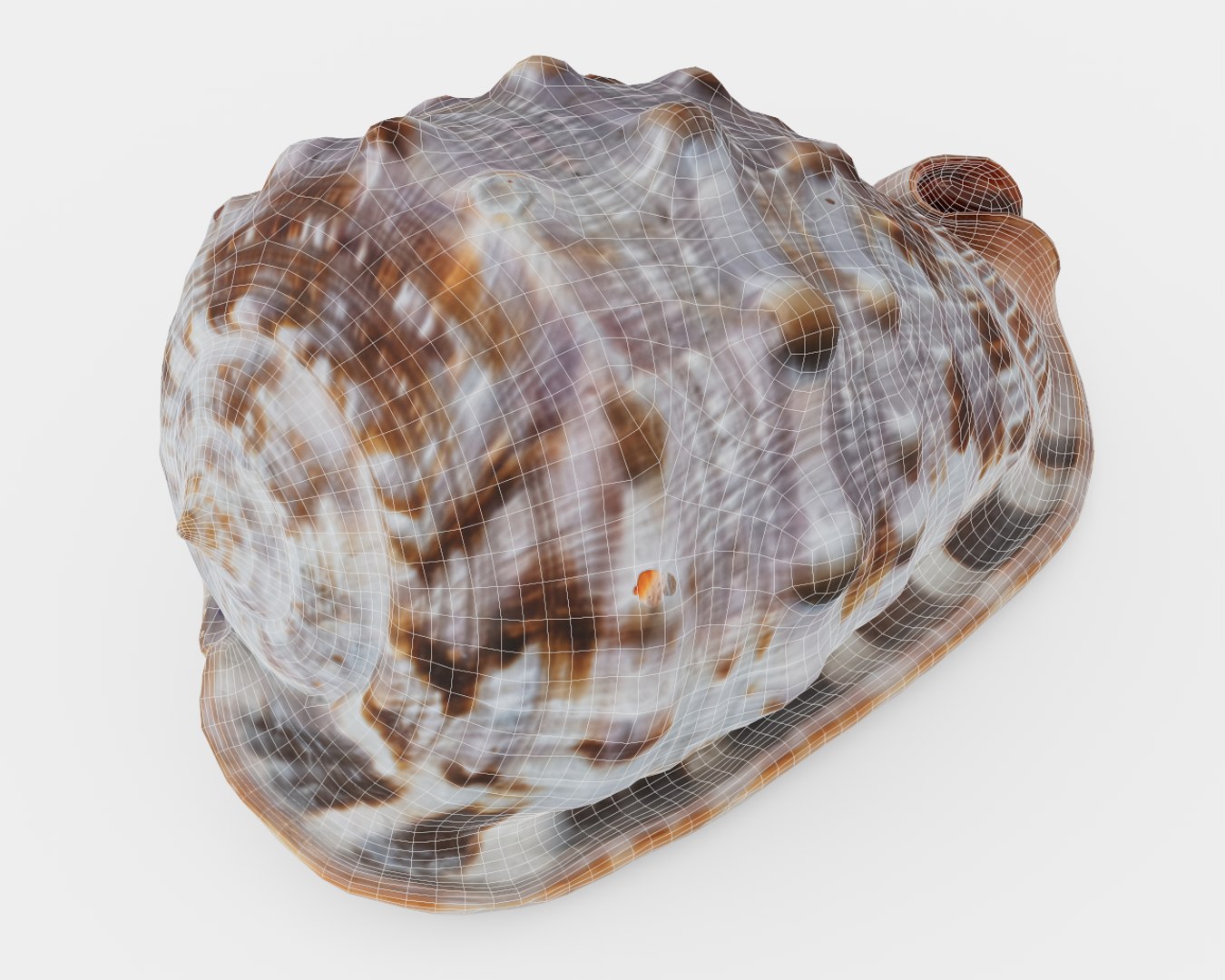 3D Red Helmet Shell Of A Ocean Snail - TurboSquid 1985673