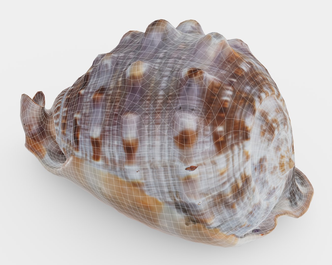 3D Red Helmet Shell Of A Ocean Snail - TurboSquid 1985673