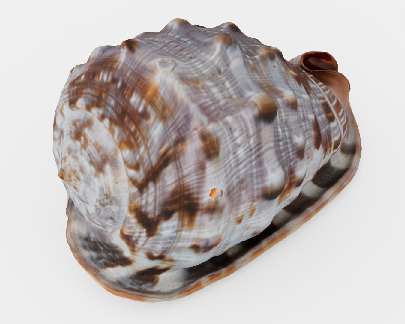 3D Red Helmet Shell Of A Ocean Snail - TurboSquid 1985673
