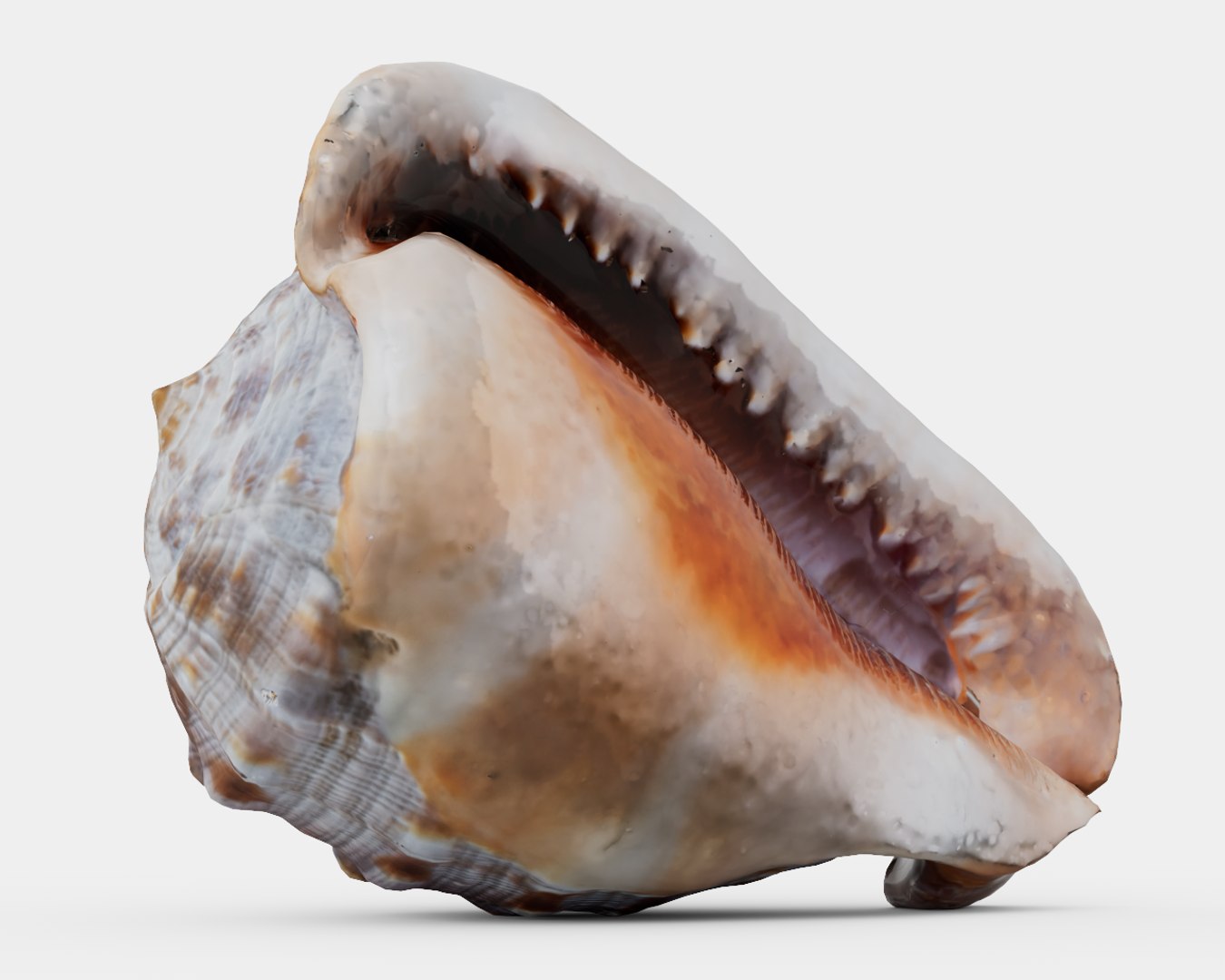 3D Red Helmet Shell Of A Ocean Snail - TurboSquid 1985673