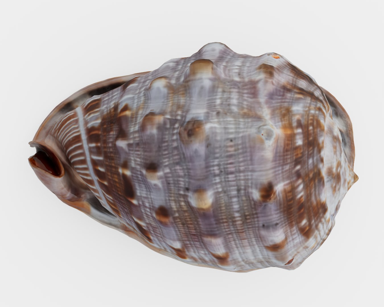 3D Red Helmet Shell Of A Ocean Snail - TurboSquid 1985673
