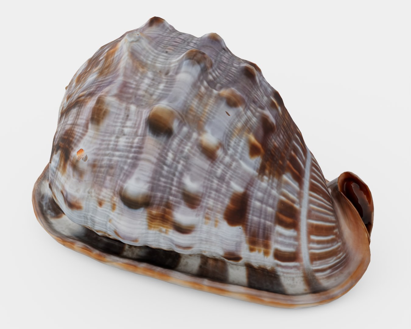 3D Red Helmet Shell Of A Ocean Snail - TurboSquid 1985673