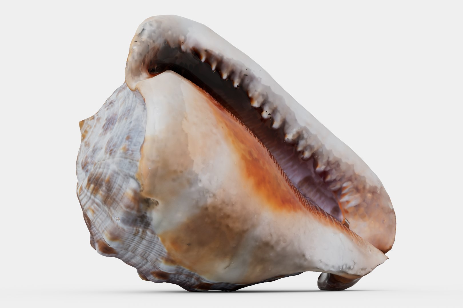 3D Red Helmet Shell Of A Ocean Snail - TurboSquid 1985673