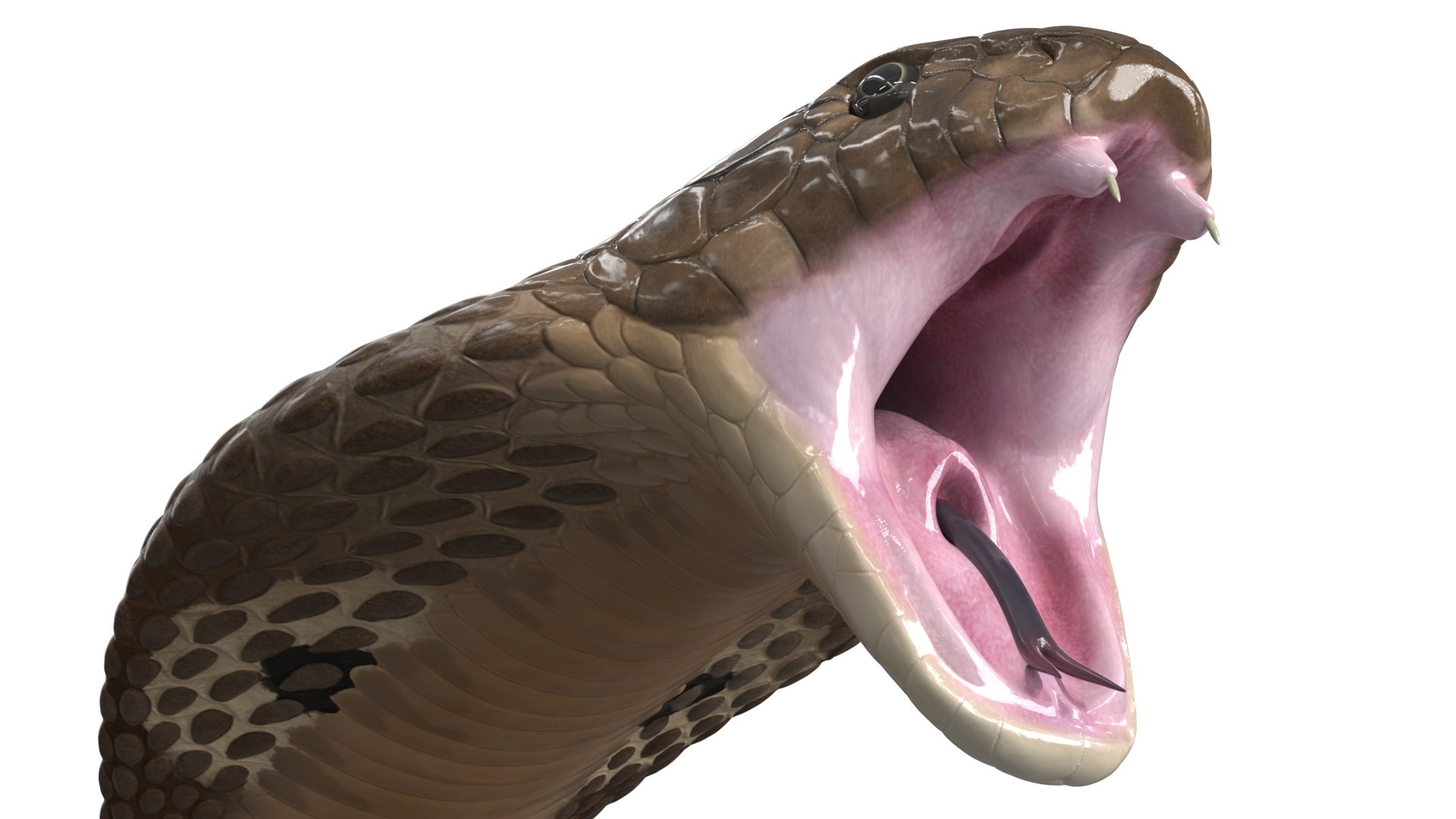 modelo 3d Postura del ataque de la serpiente Naja Cobra - TurboSquid ...