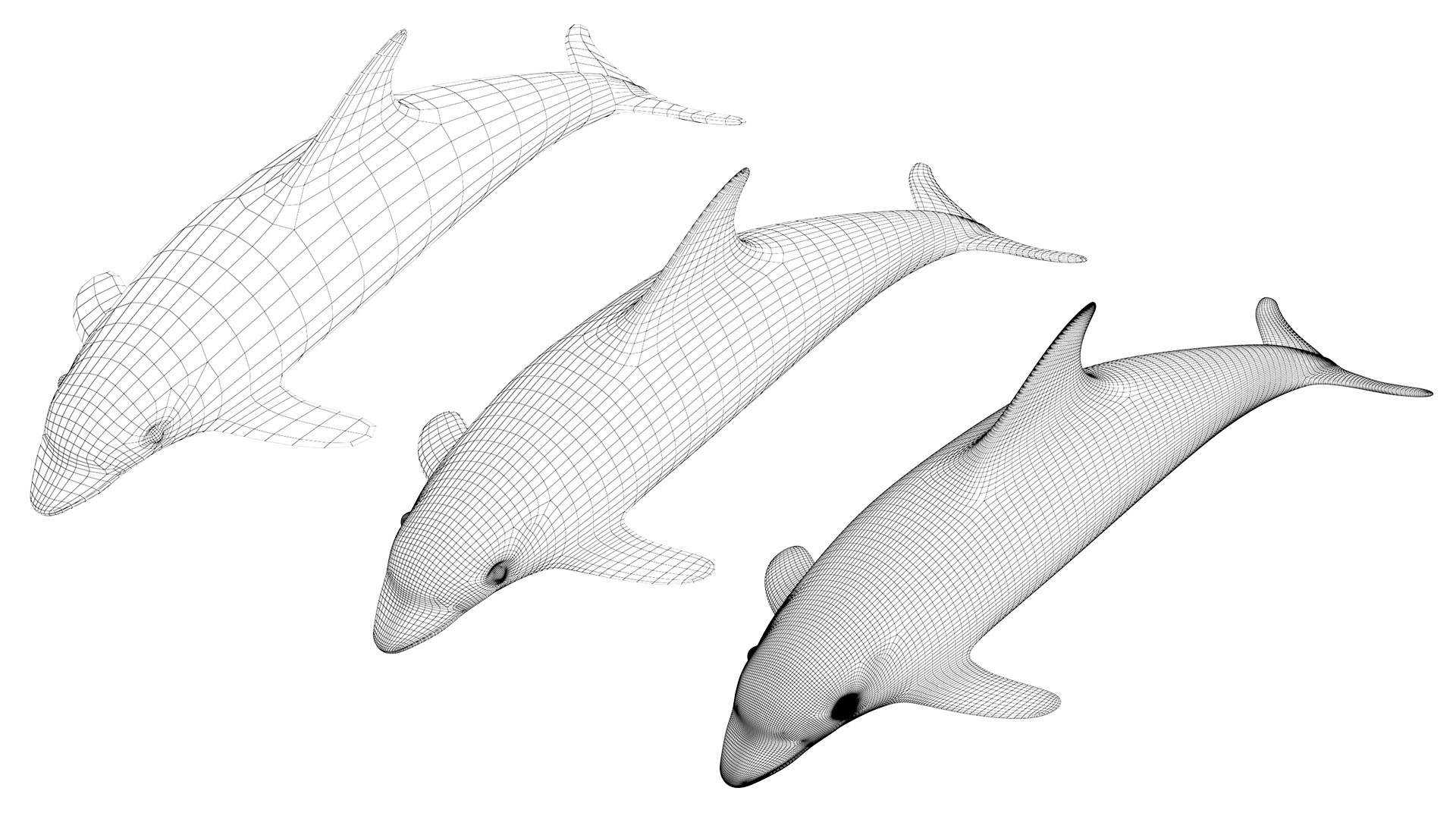 Dolphin 3D Model - TurboSquid 2369830