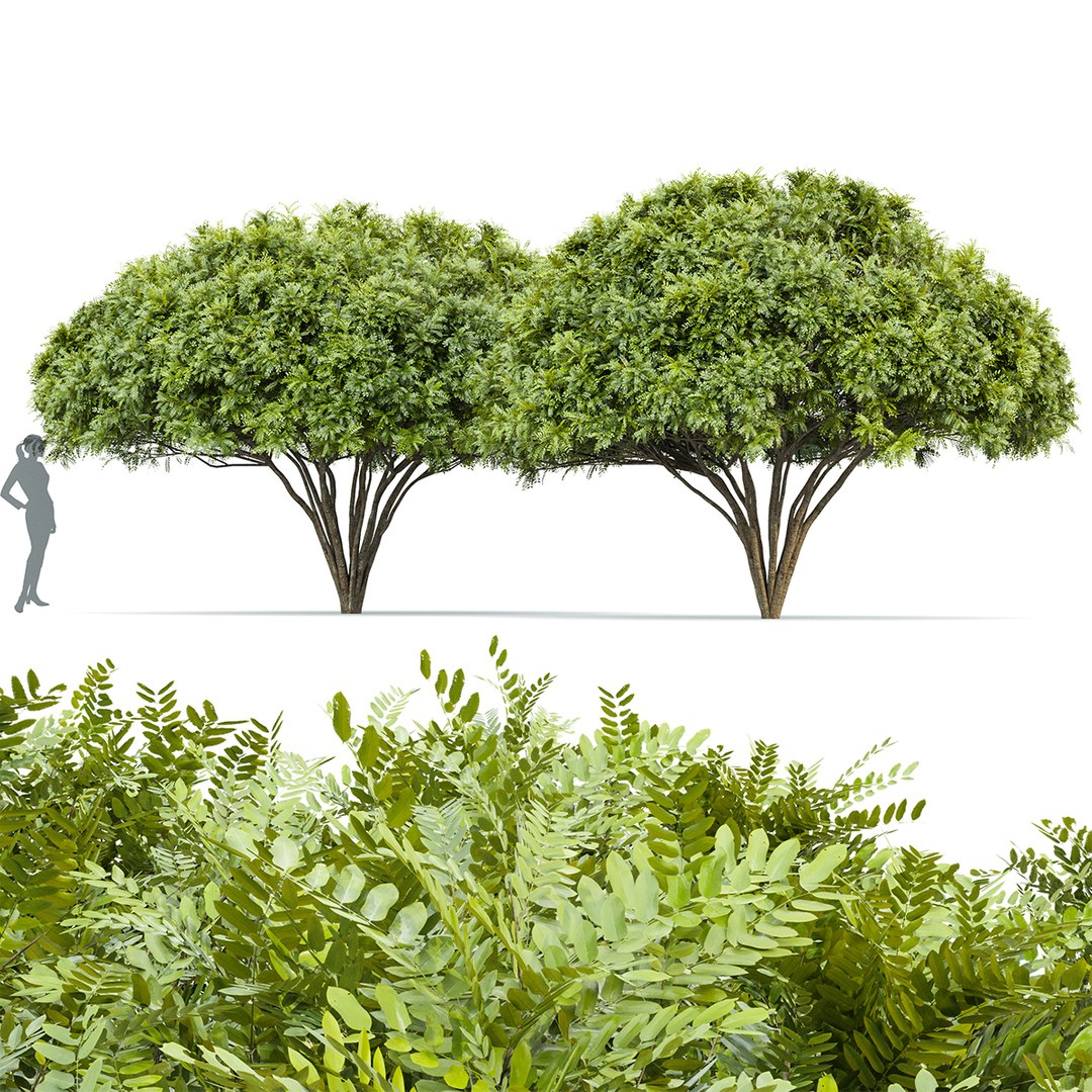 3D Palo Verde 2 Trees - TurboSquid 2254671