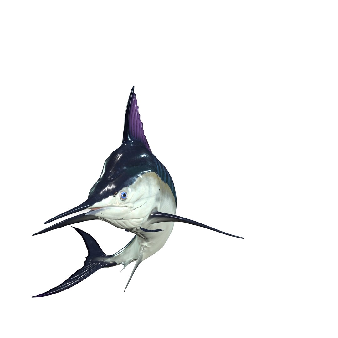 FISH SWORDFISH SEA OCEAN Model - TurboSquid 2216847