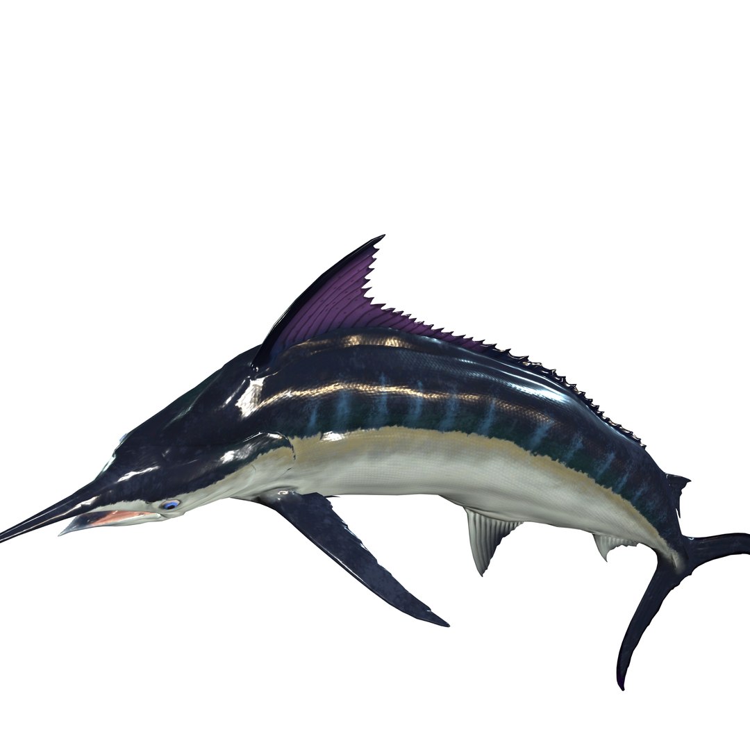 FISH SWORDFISH SEA OCEAN Model - TurboSquid 2216847