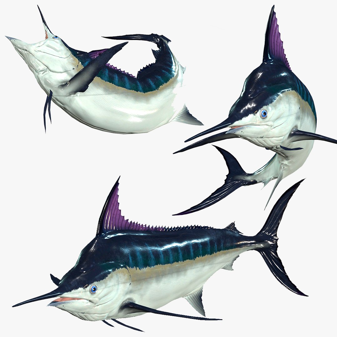 FISH SWORDFISH SEA OCEAN Model - TurboSquid 2216847