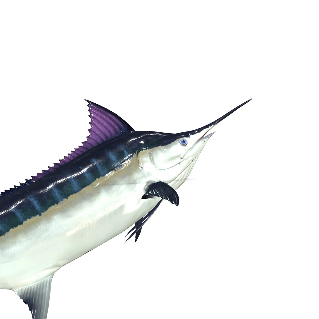FISH SWORDFISH SEA OCEAN Model - TurboSquid 2216847