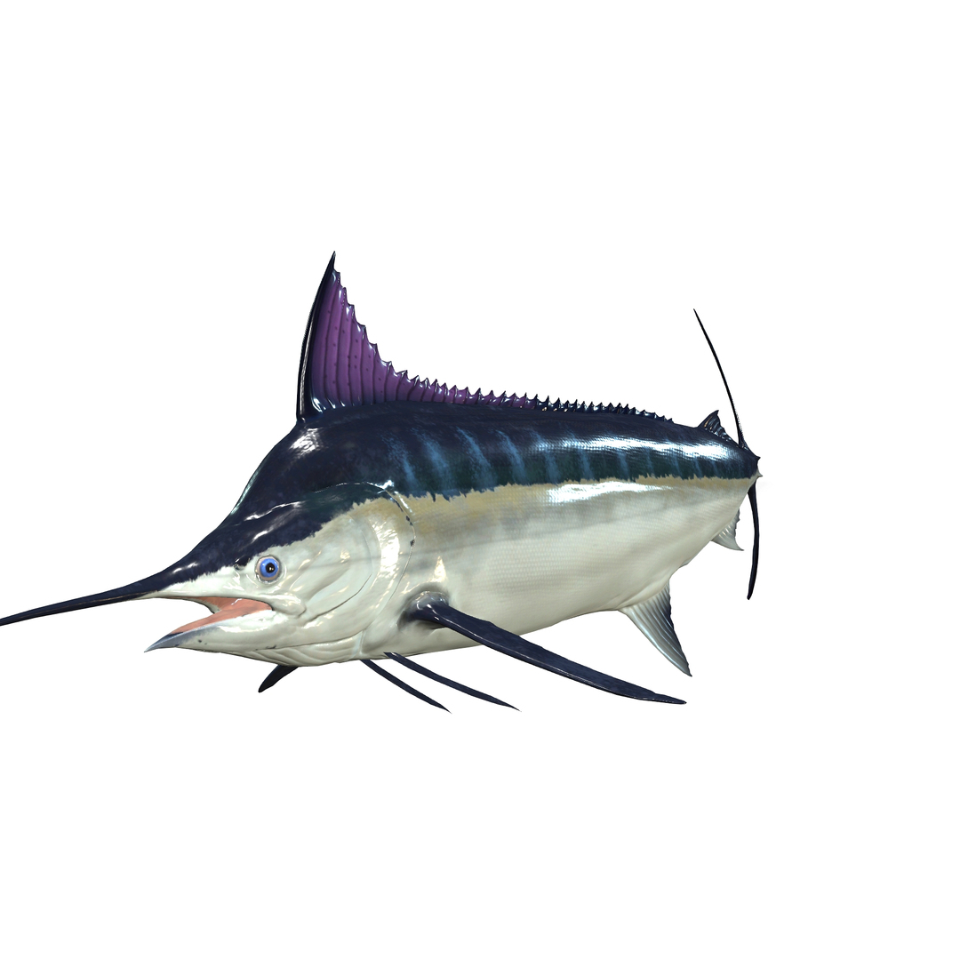 FISH SWORDFISH SEA OCEAN Model - TurboSquid 2216847