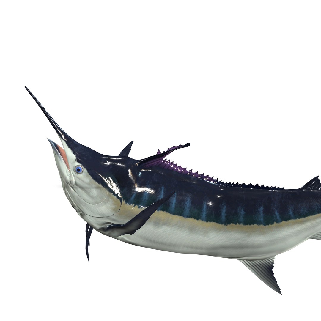FISH SWORDFISH SEA OCEAN Model - TurboSquid 2216847