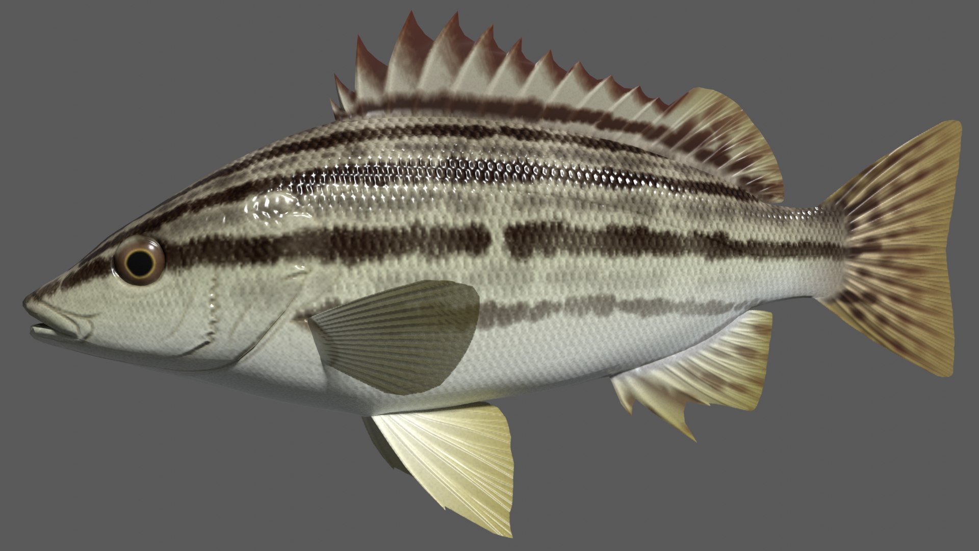 3d rhynchopelates oxyrhynchus swimming model