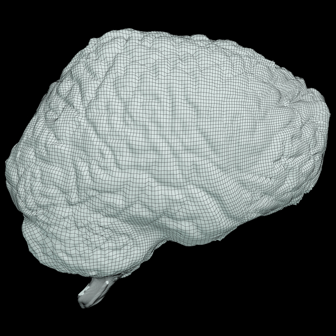 3ds Max Human Brain