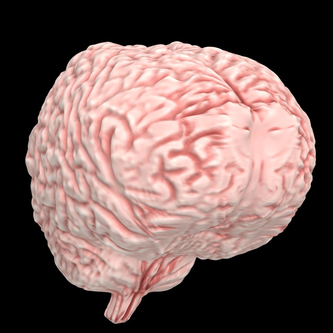 3ds Max Human Brain