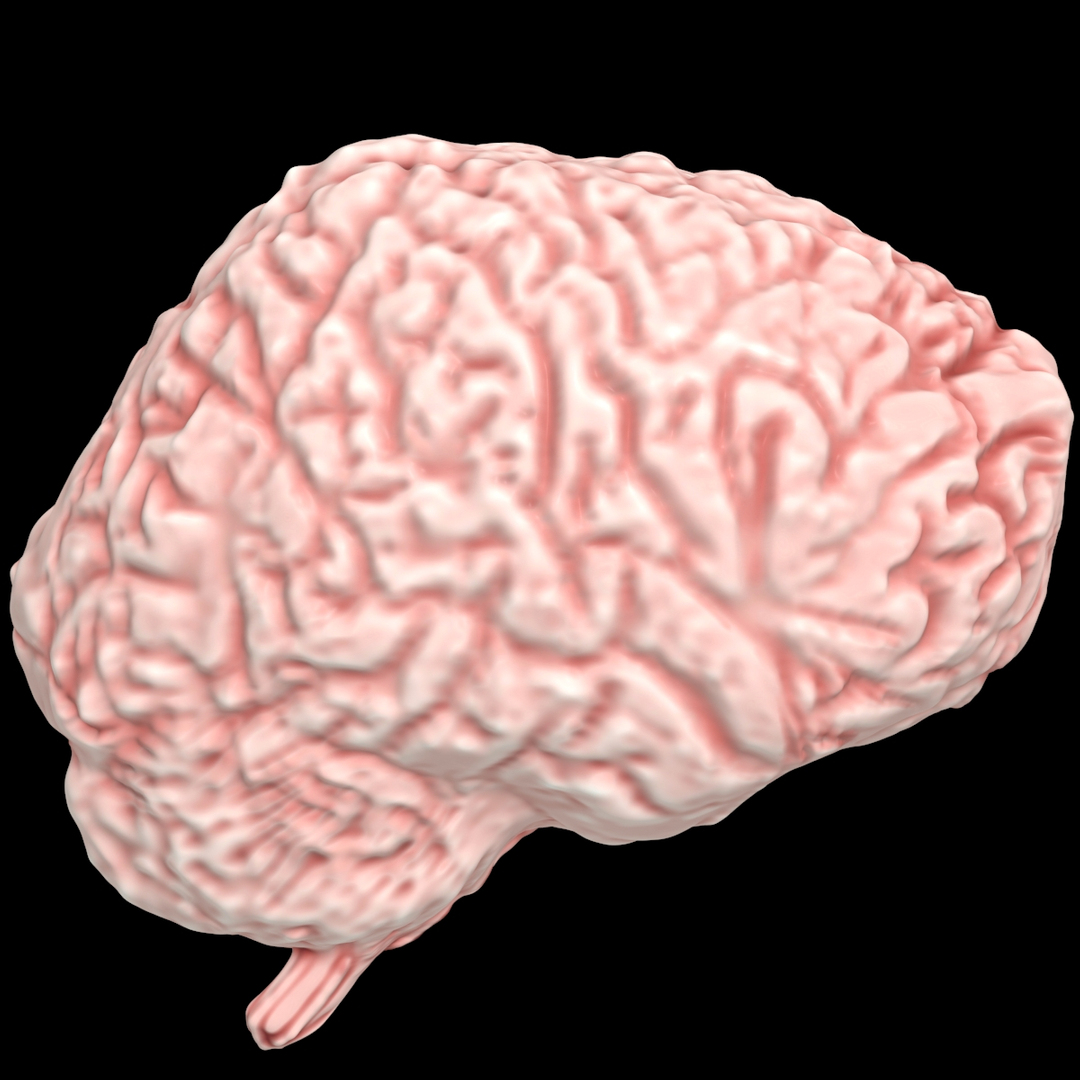 3ds Max Human Brain