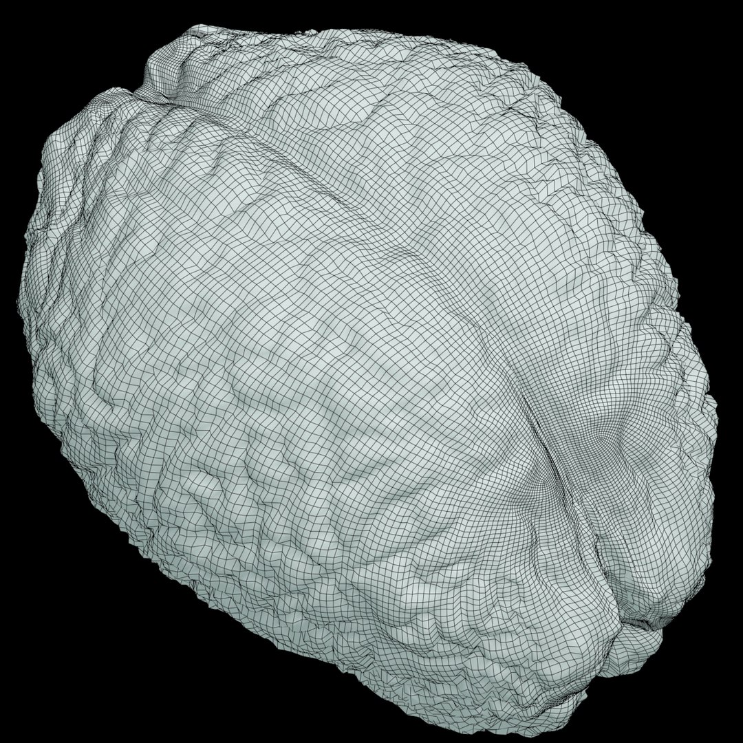 3ds Max Human Brain