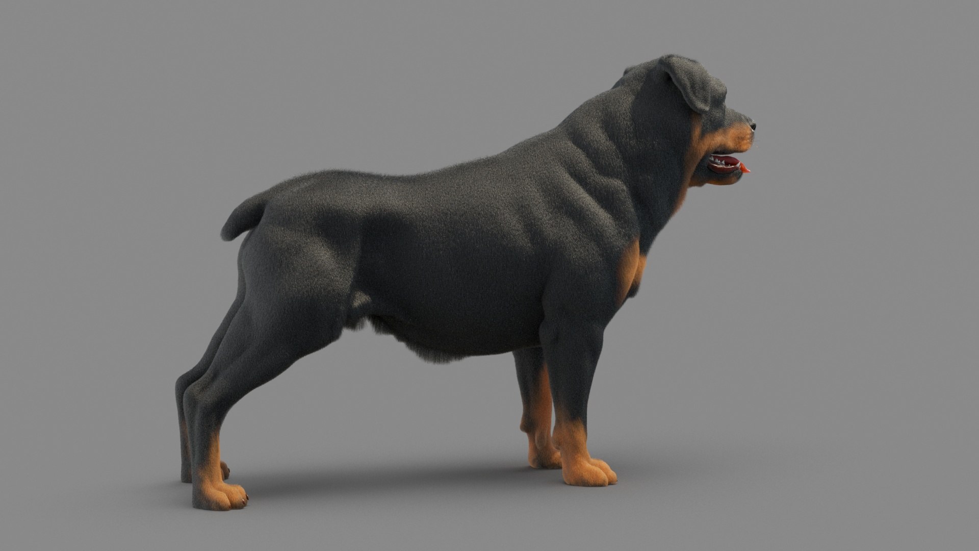 Dog Rottweiler 3D Model - TurboSquid 1675338