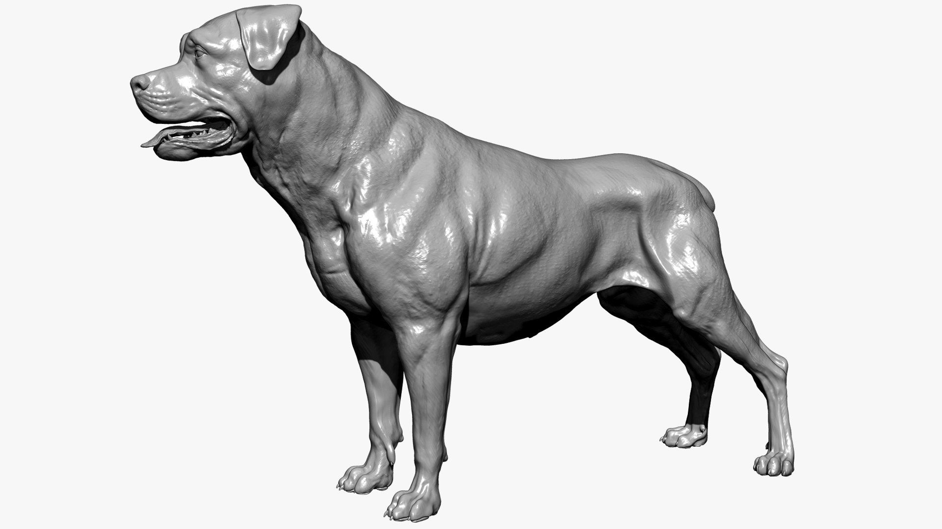 Dog Rottweiler 3D Model - TurboSquid 1675338