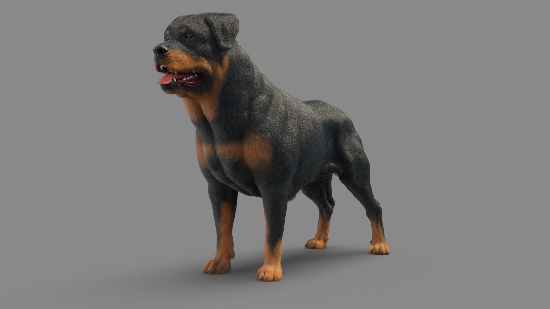 Dog rottweiler 3D model - TurboSquid 1675338