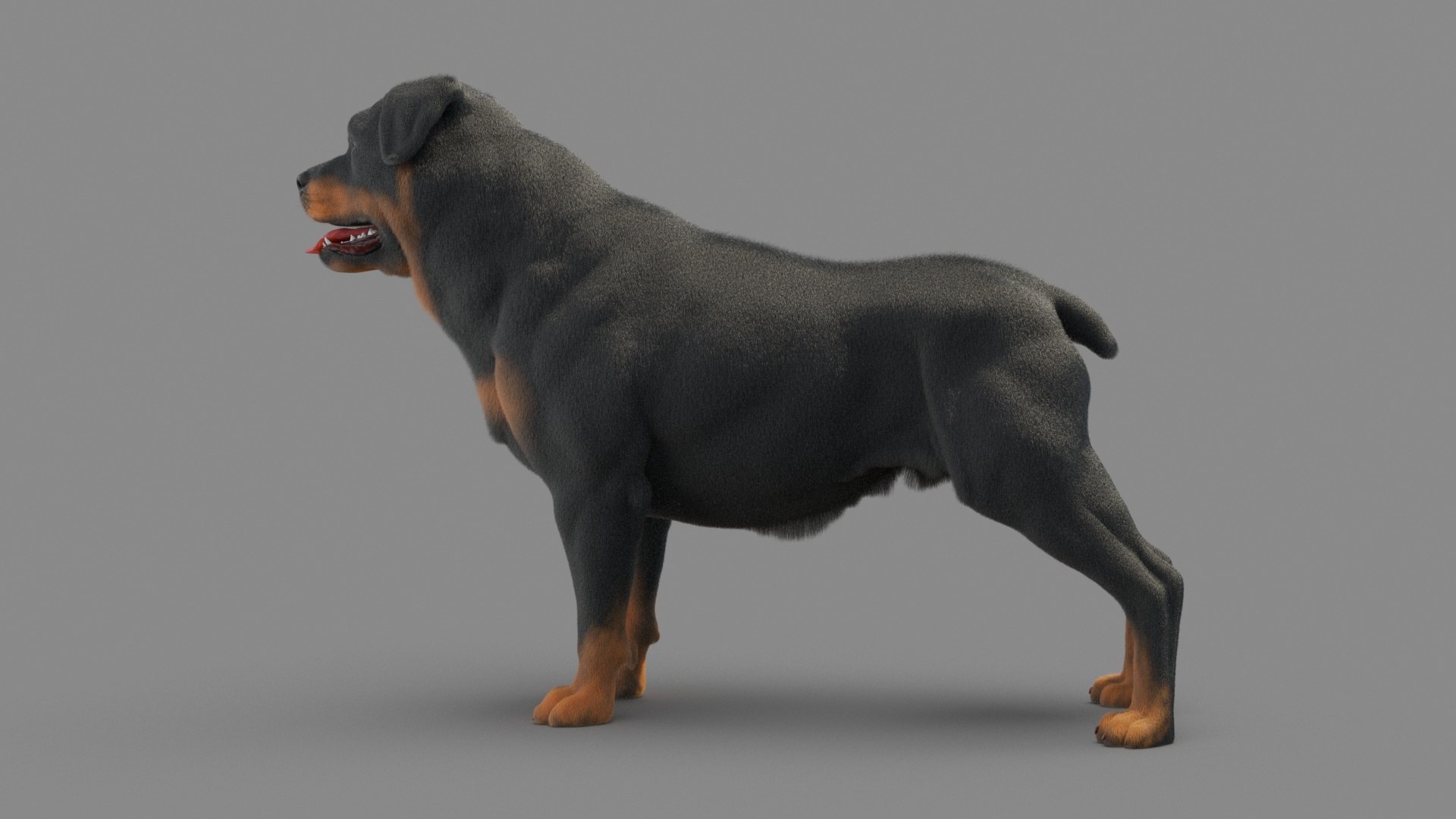Dog Rottweiler 3D Model - TurboSquid 1675338