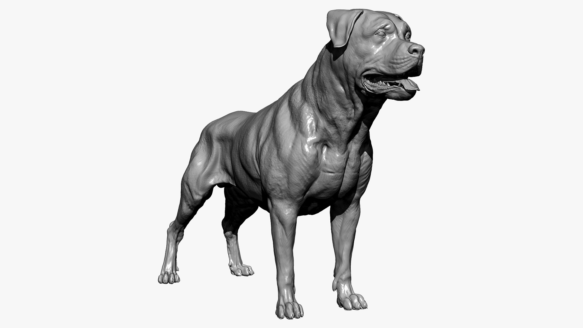 Dog Rottweiler 3D Model - TurboSquid 1675338