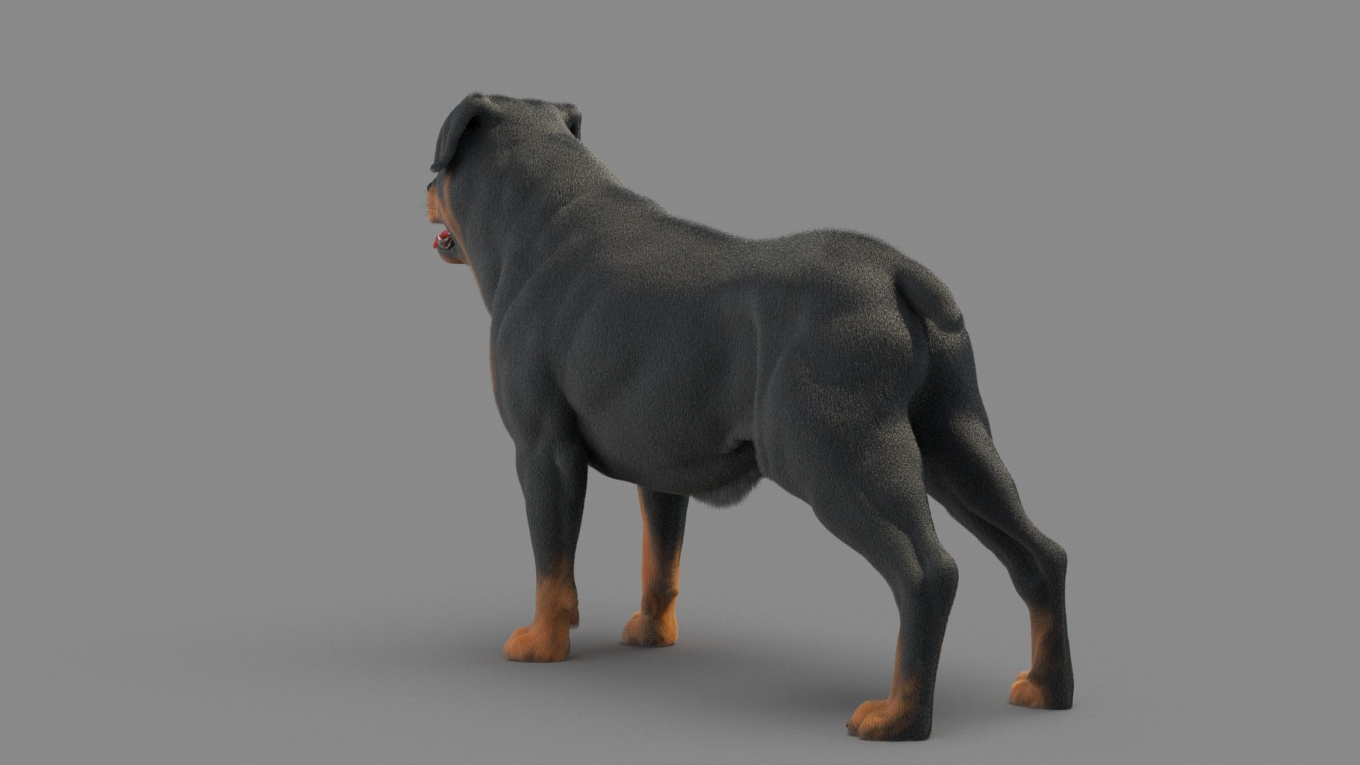 Dog Rottweiler 3D Model - TurboSquid 1675338