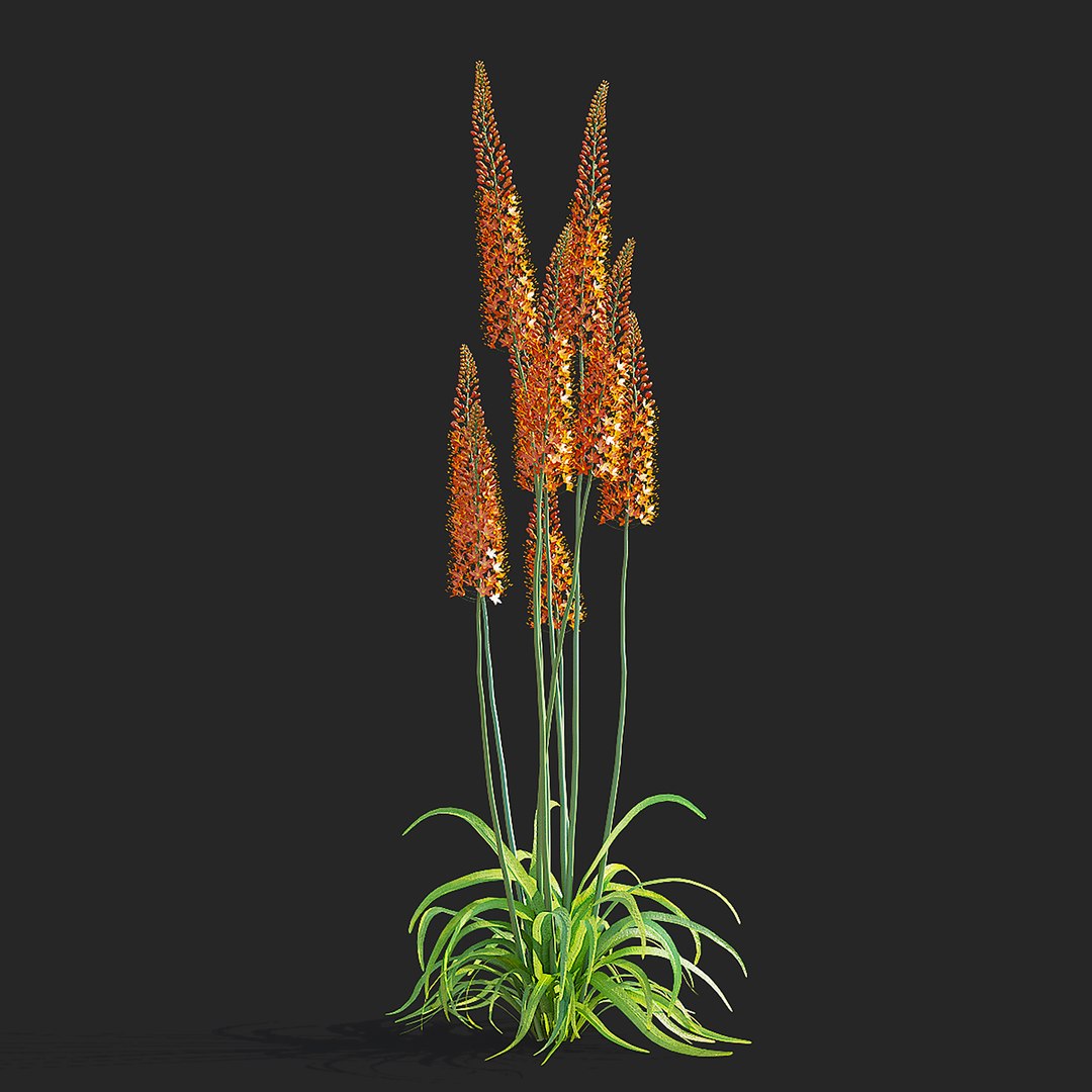 3D Eremurus Isabellinus Cleopatra Flower - TurboSquid 2244092