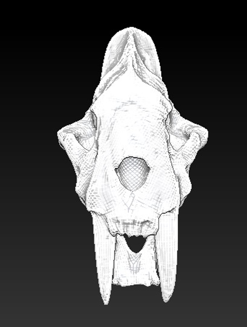 3d Model Animal Skull