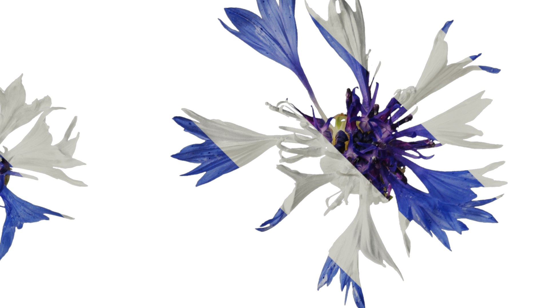 3D Model Anydrafts Centaurea Cyanus Blue Diadem Flower 04 Textures ...
