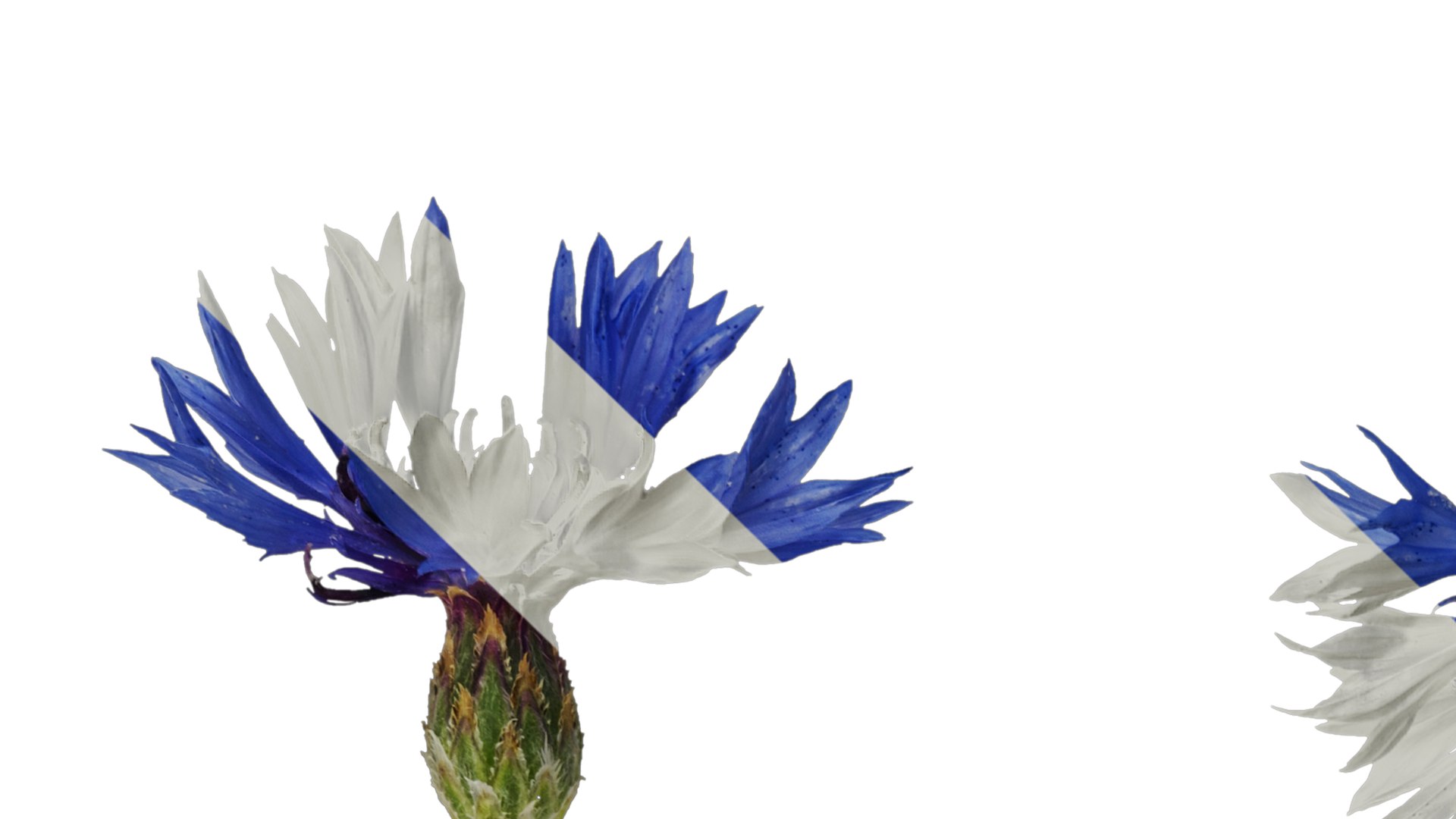 3D Model Anydrafts Centaurea Cyanus Blue Diadem Flower 04 Textures ...