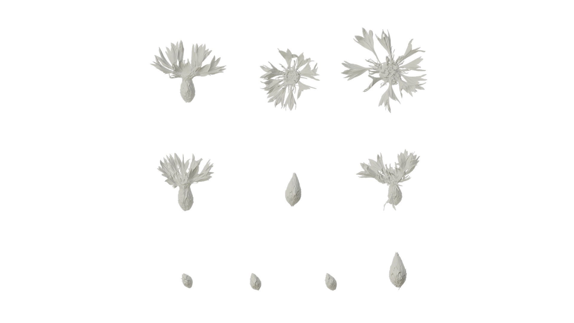 3D Model Anydrafts Centaurea Cyanus Blue Diadem Flower 04 Textures ...