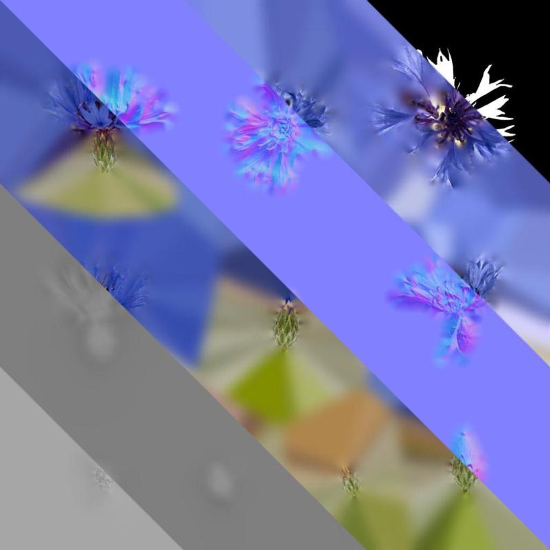 3D Model Anydrafts Centaurea Cyanus Blue Diadem Flower 04 Textures ...